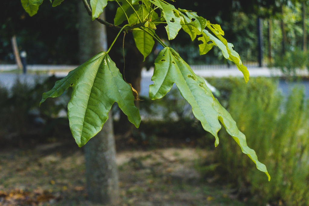 flame tree from HortPark, SG on March 16, 2023 at 06:15 PM by DTAS T ...
