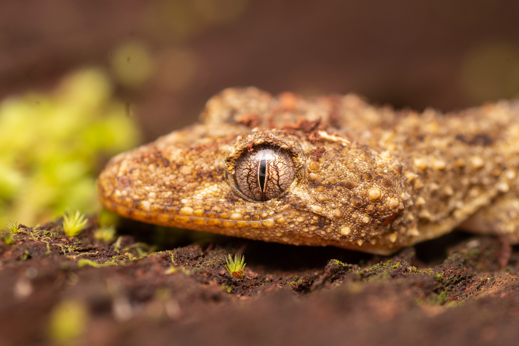 Broad-tailed Gecko from Ryhope NSW 2283, Australia on March 15, 2023 at ...