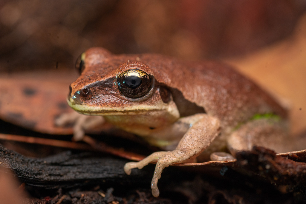 Green-thighed Frog in March 2023 by Archie Brennan · iNaturalist