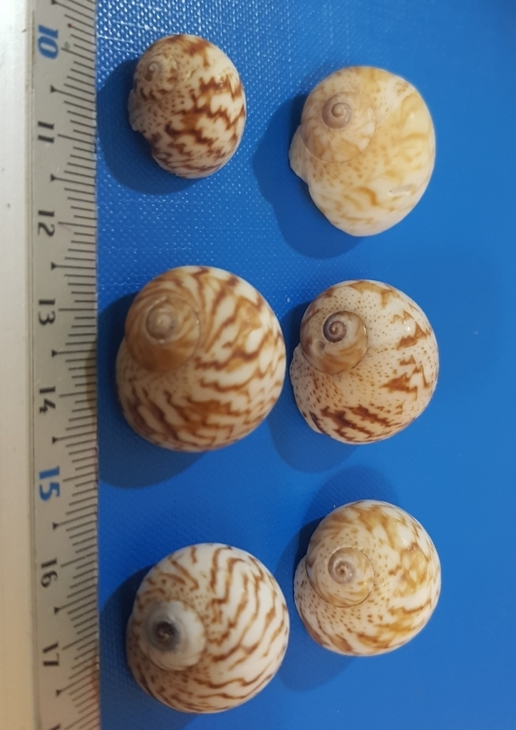 Natica fulminea from Dakhla on March 08, 2023 by Eelco in Morocco ...