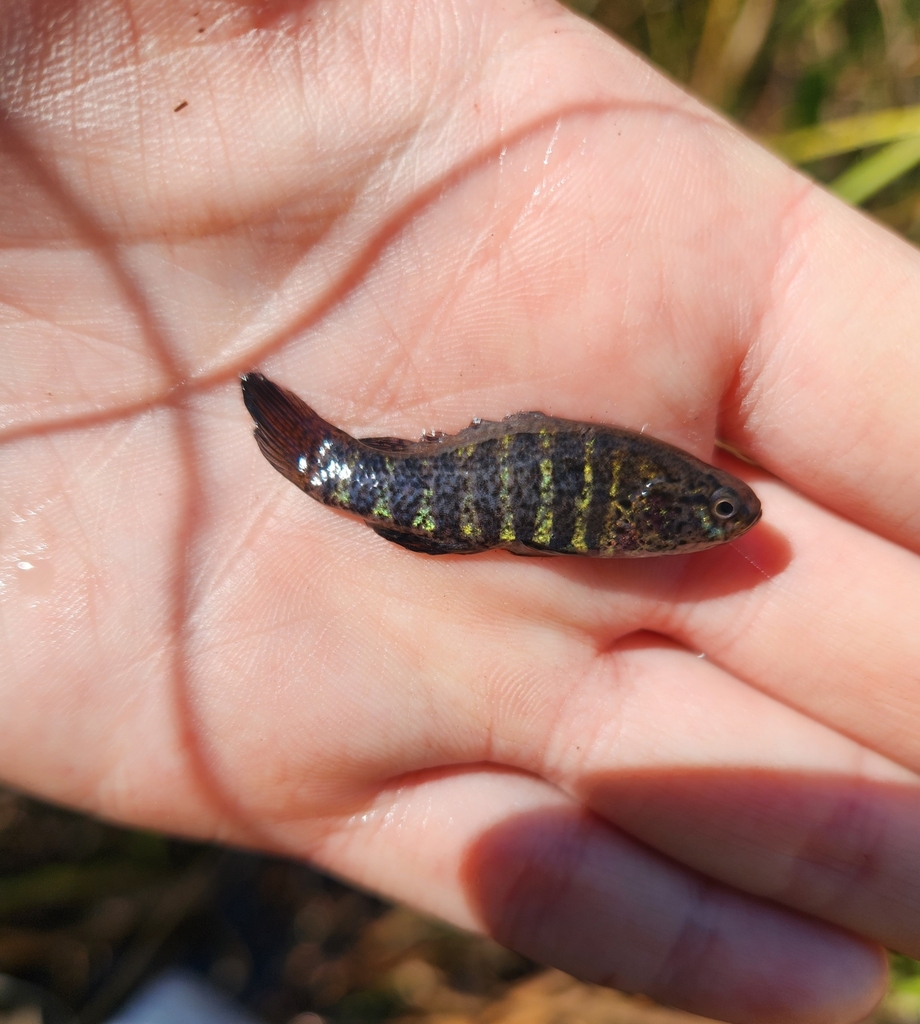 Banded Pygmy Sunfish from St. Marks National Wildlife Refuge on March ...