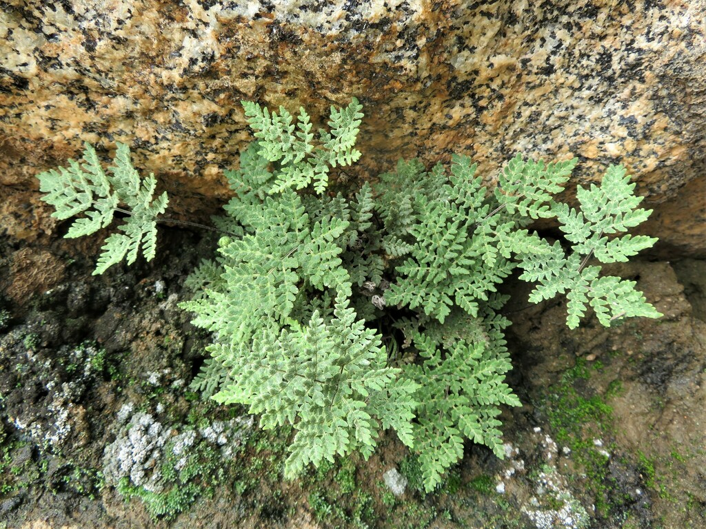 California Cloak-fern from Riverside County, CA, USA on March 16, 2023 ...