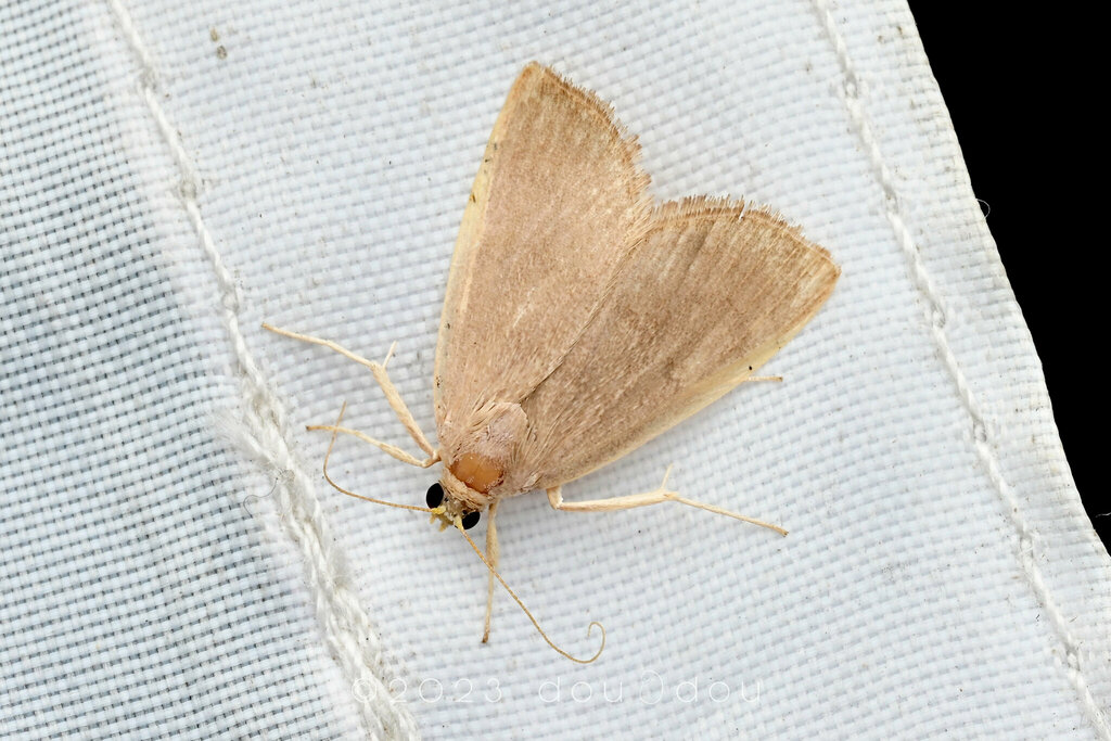 Omiodes from 中国海南省昌江黎族自治县霸王岭 on January 12, 2023 at 11:24 PM by 豆豆 · ...