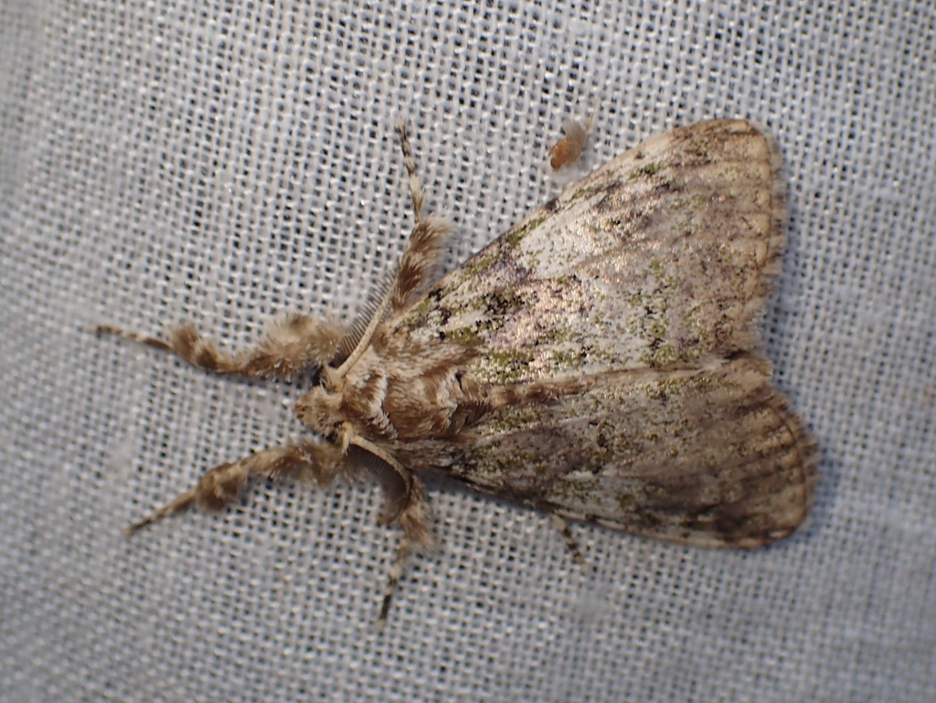 Tussock Moths from Andasibe, Moramanga District, Madagascar on December ...