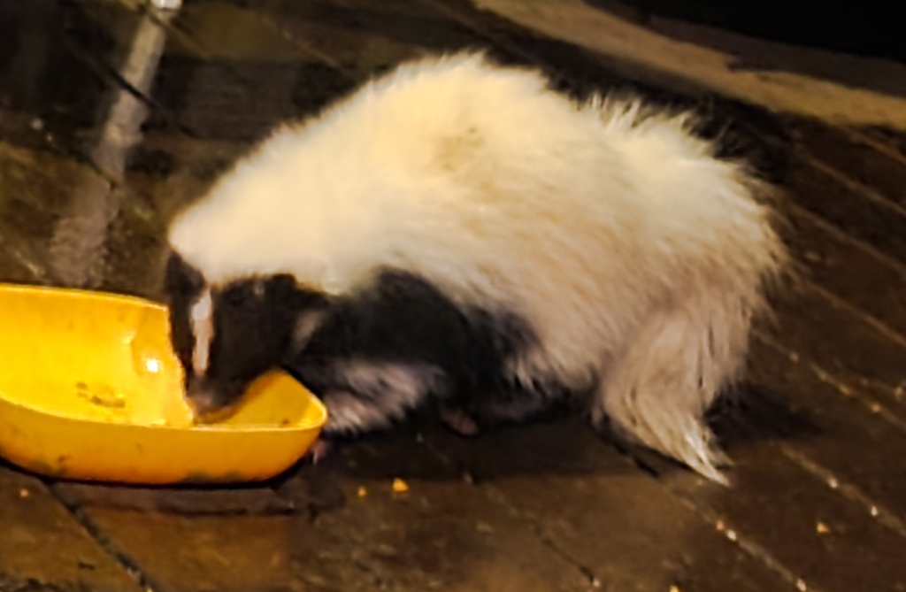 Striped Skunk from Adena, OH 43901, USA on March 16, 2023 at 10:28 PM ...