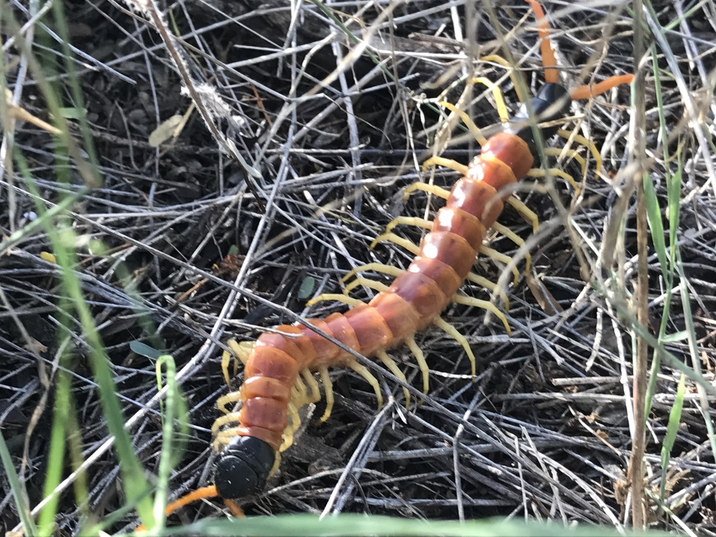 Giant Desert Centipede from Parque Nacional Saguaro, Tucson, AZ, US on ...