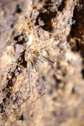 Subspecies Dolichopoda schiavazzii caprai · iNaturalist