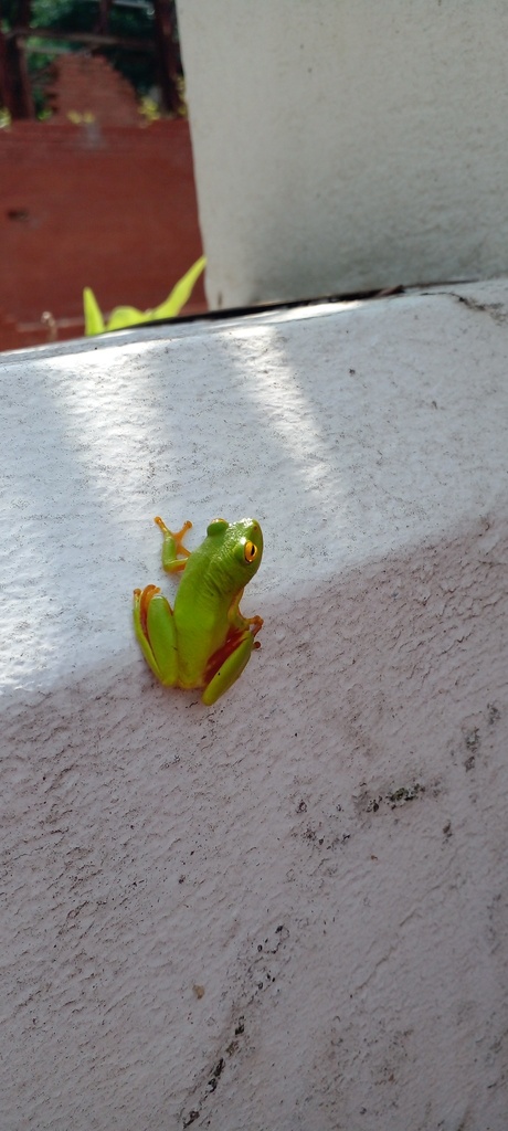 Tinker Reed Frog from Musgrave, Berea, 4001, South Africa on March 17 ...