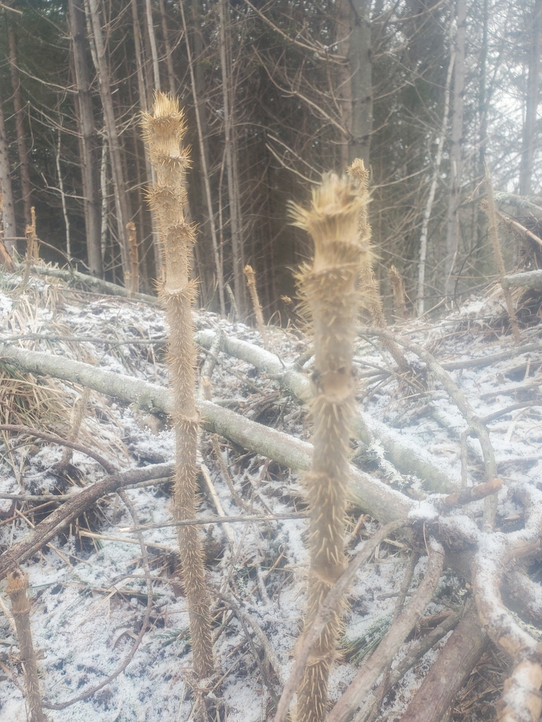 Devil's Club from Chester, NS B0J 1J0, Canada on March 17, 2023 at 08:35 AM by Peter Hardiman ...