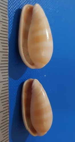 Persicula blanda · iNaturalist