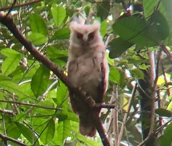 Maned Owl (Jubula lettii) - Avian Discovery