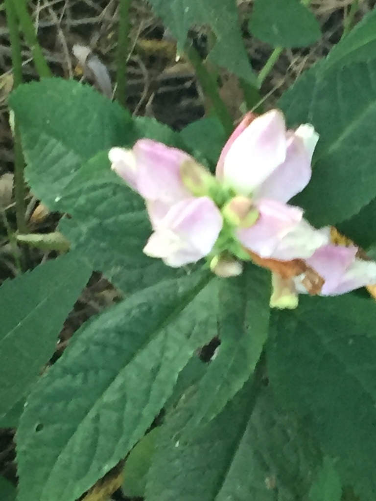 white turtlehead from Waples Mill Elementary School, Oakton, VA, US on ...