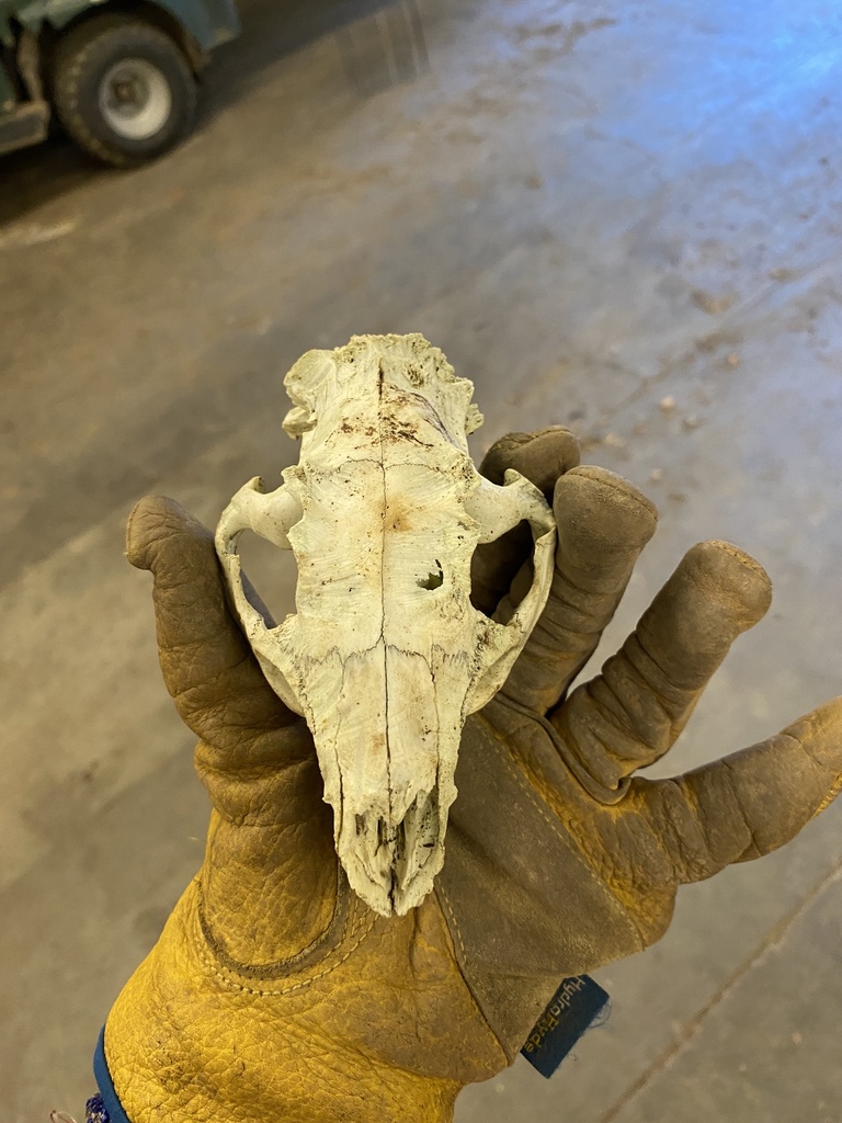 Coypu from Reed College, Portland, OR, US on March 16, 2023 at 03:25 PM ...