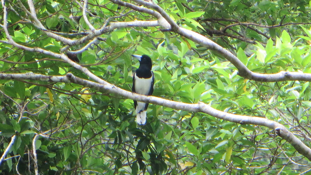 Hooded Butcherbird from Raja Ampat Regency, West Papua, Indonesia on ...