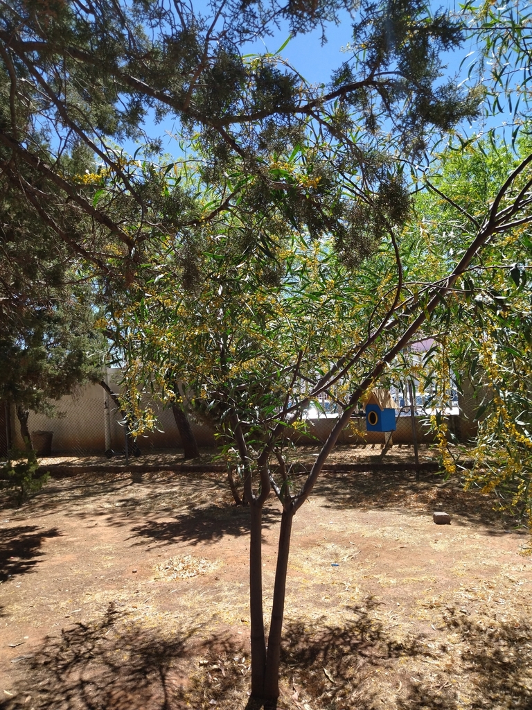 conifers from Tecnologica, 99020 Fresnillo, Zac., México on March 17 ...