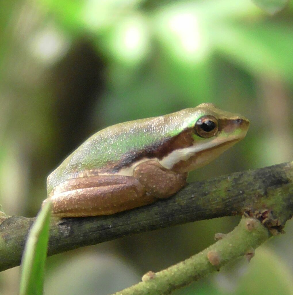 Litoria fallax-bicolor complex from Watsonville QLD 4887, Australia on ...