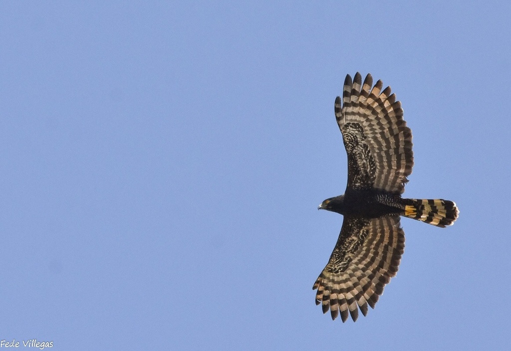 Ornate Hawk Eagle In Flight