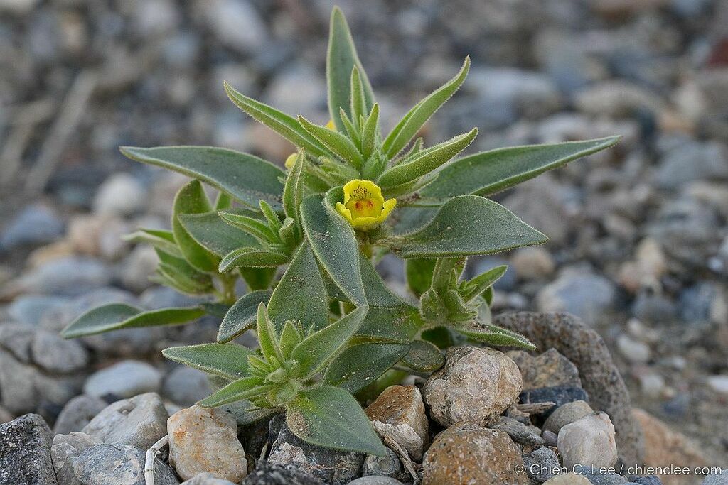 golden desert-snapdragon from Inyo County, CA, USA on March 13, 2023 at ...