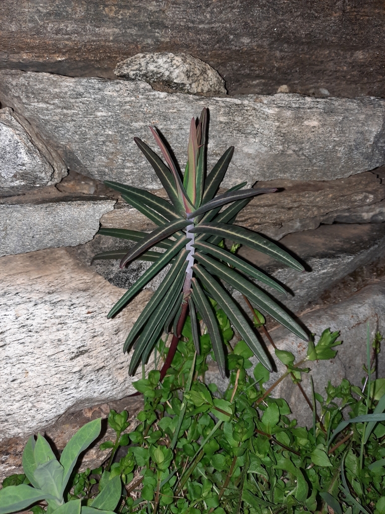 caper spurge from 6676 Cevio, Switzerland on March 17, 2023 at 08:30 PM ...