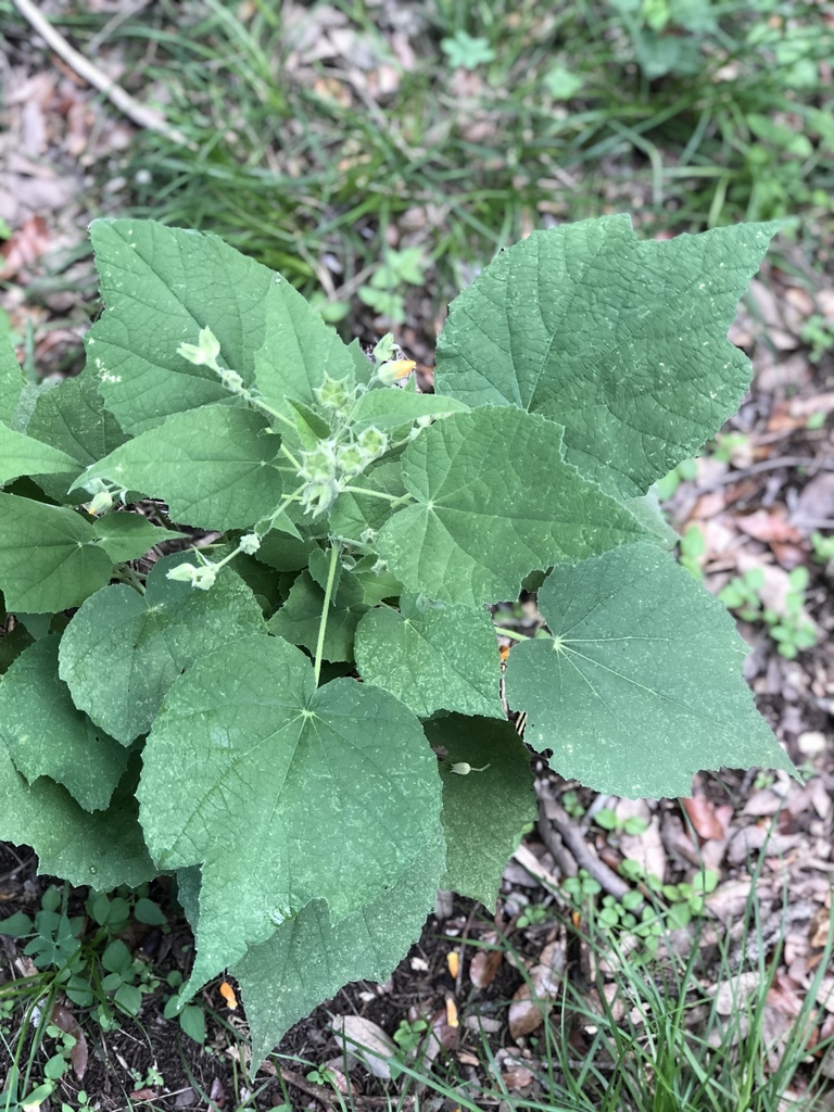 velvet-leaf mallow from Schnabel Park, San Antonio, TX, US on October 5 ...