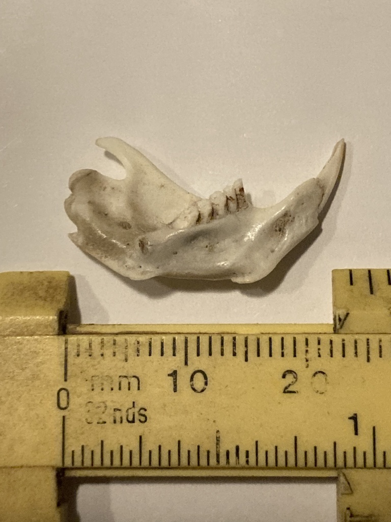 Botta's Pocket Gopher from Newberry Springs, CA, US on March 17, 2023 ...