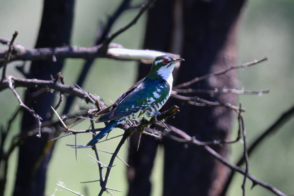 Dideric Cuckoo from Windhoek, Namibia on February 13, 2023 at 10:34 AM ...