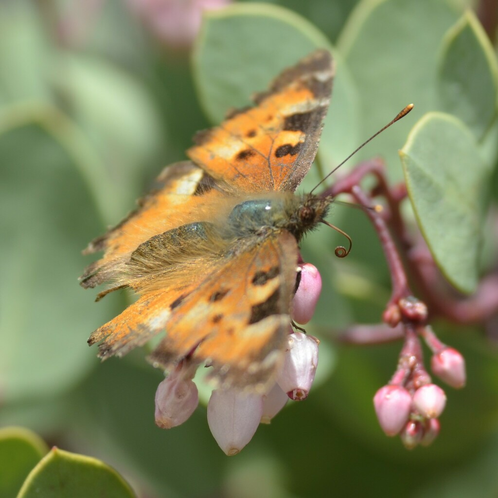 California Tortoiseshell from Lake County, CA, USA on March 17, 2023 at ...