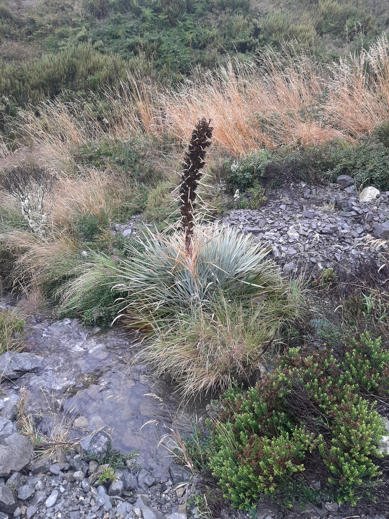 Aciphylla scott-thomsonii from Castle Hill, New Zealand on March 5 ...