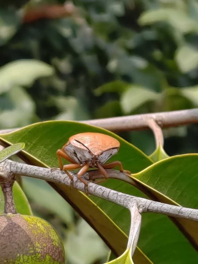 Lychee Stink Bug from 608台灣嘉義縣水上鄉三界村 on March 18, 2023 at 12:21 PM by ...