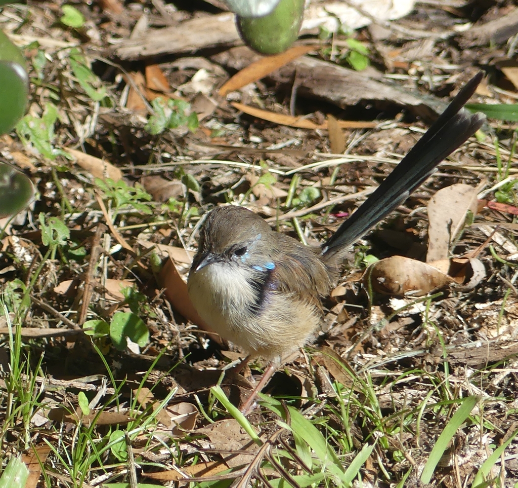 Typical Fairywrens from Wallaga Lake NSW 2546, Australia on March 14 ...