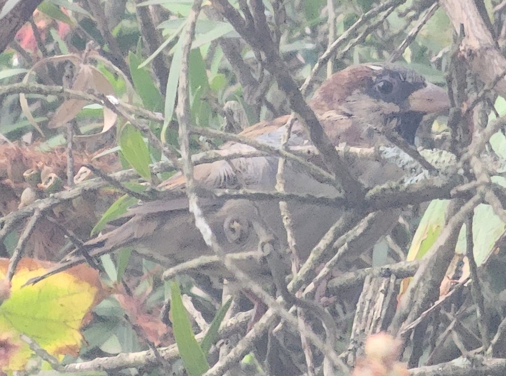 House Sparrow from Yarra Glen VIC 3775, Australia on March 18, 2023 at ...