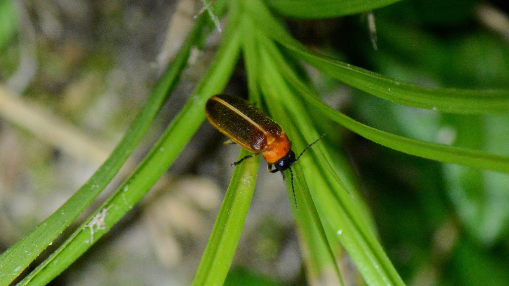 Aquatica leii in March 2023 by WK Cheng · iNaturalist