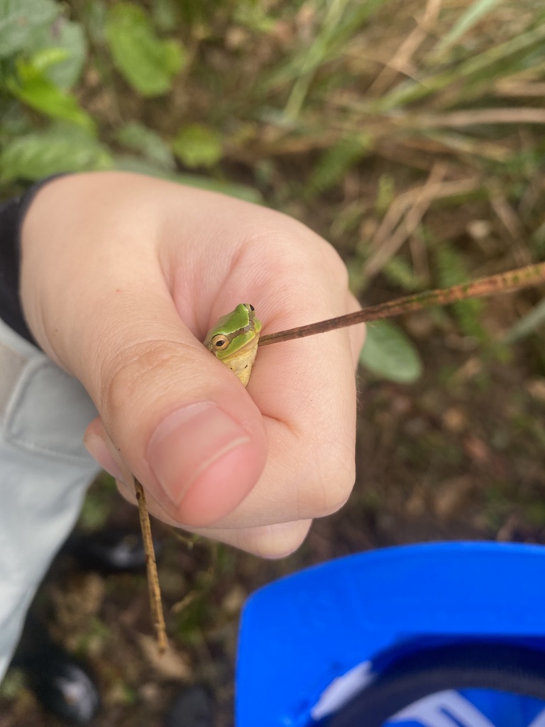 Common Chinese Tree Frog from 枕山路, 員山鄉, TW on March 18, 2023 at 09:34 ...