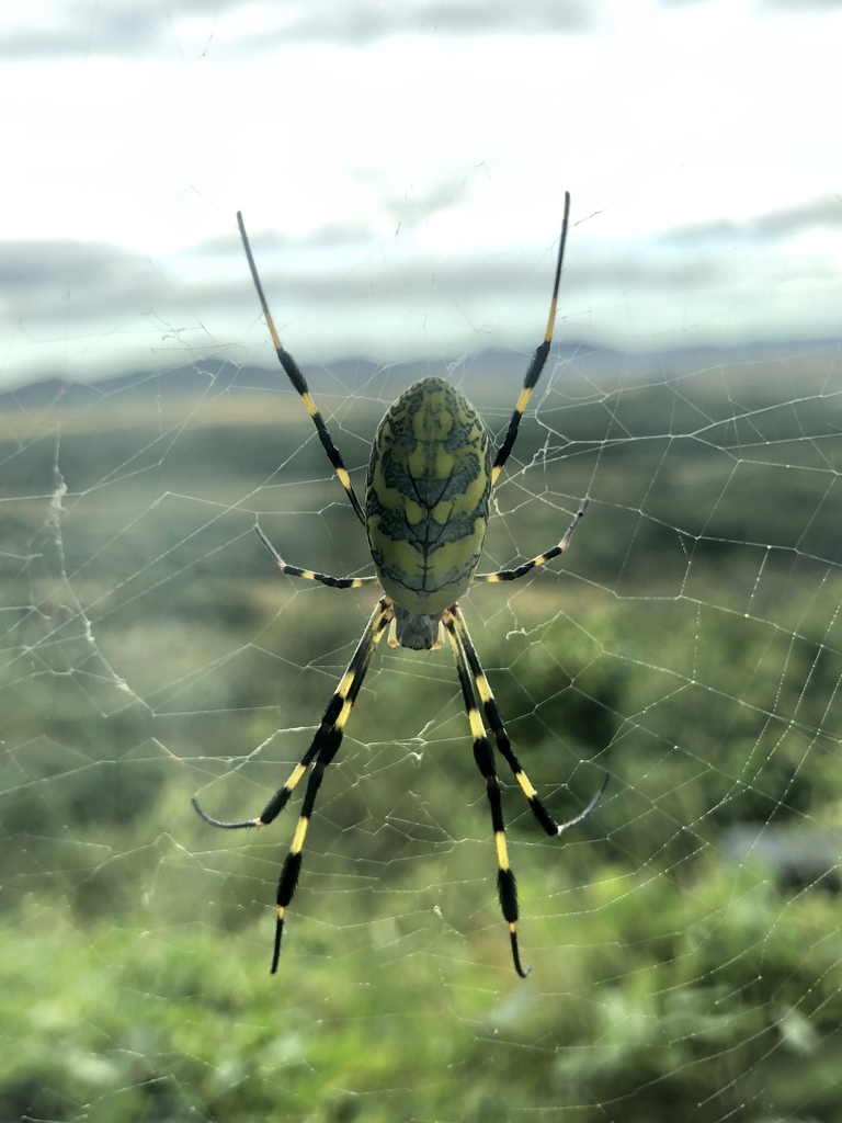 Joro Spider from 75-2 Dorasan-ri, Paju-si, Gyeonggi-do, KR on October ...