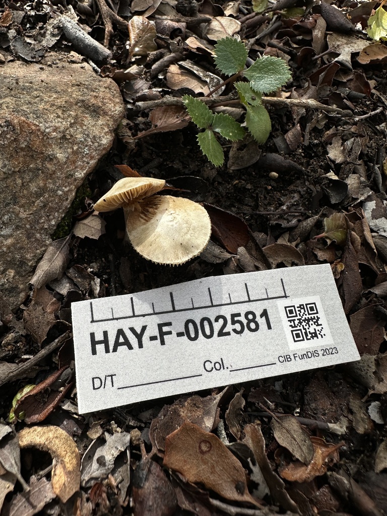 Inocybe geophylla from Temecula, CA, US on March 17, 2023 at 12:53 PM ...