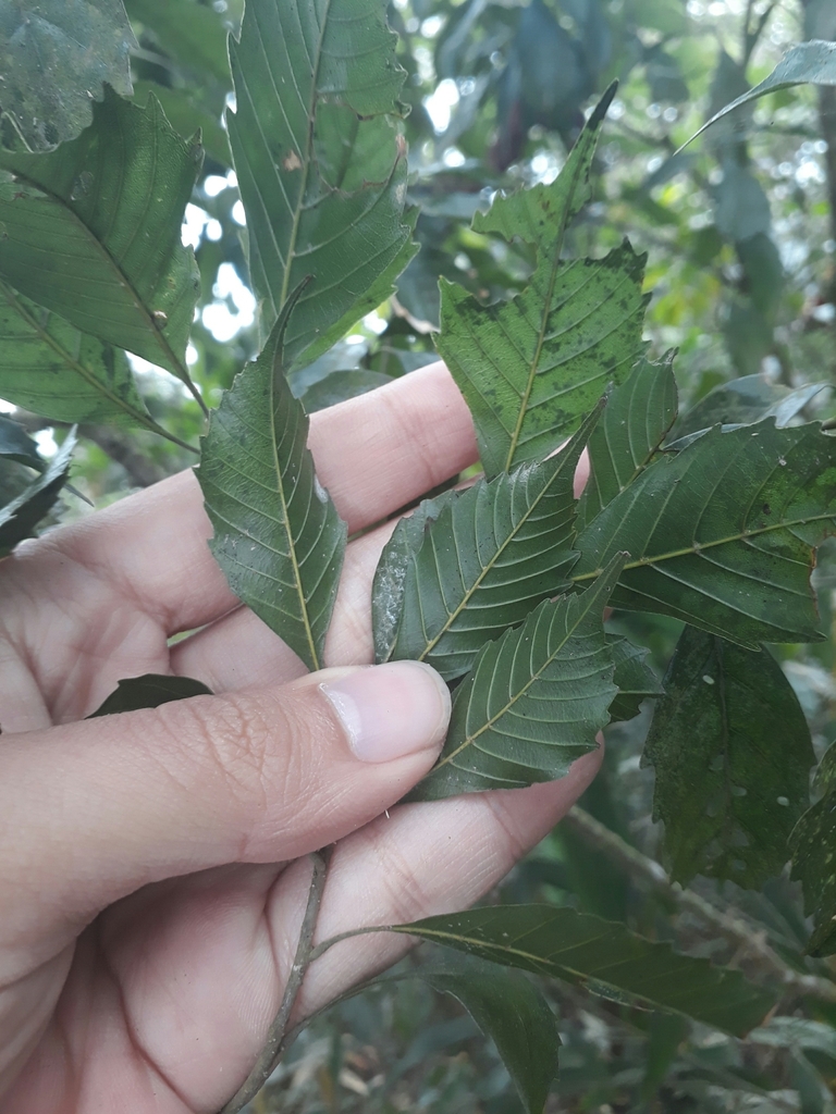 Taiwan Rock Oak from 903台灣屏東縣瑪家鄉北葉村 on March 18, 2023 at 02:00 PM by ...