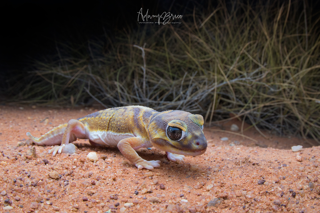 Pilbara Smooth Knob-tailed Gecko from Pippingarra WA 6722, Australia on ...