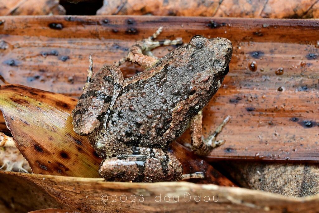Tubercled Pygmy Frog from 中国海南省昌江黎族自治县霸王岭 on January 11, 2023 at 06:54 ...