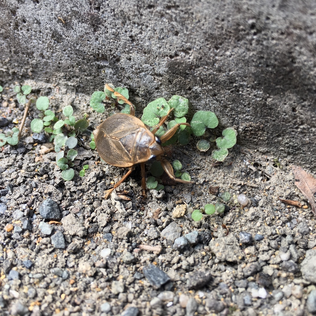 Japanese Giant Water Bug from 原町区橋本町1丁目104, 南相馬市, 福島県, JP on October 6 ...