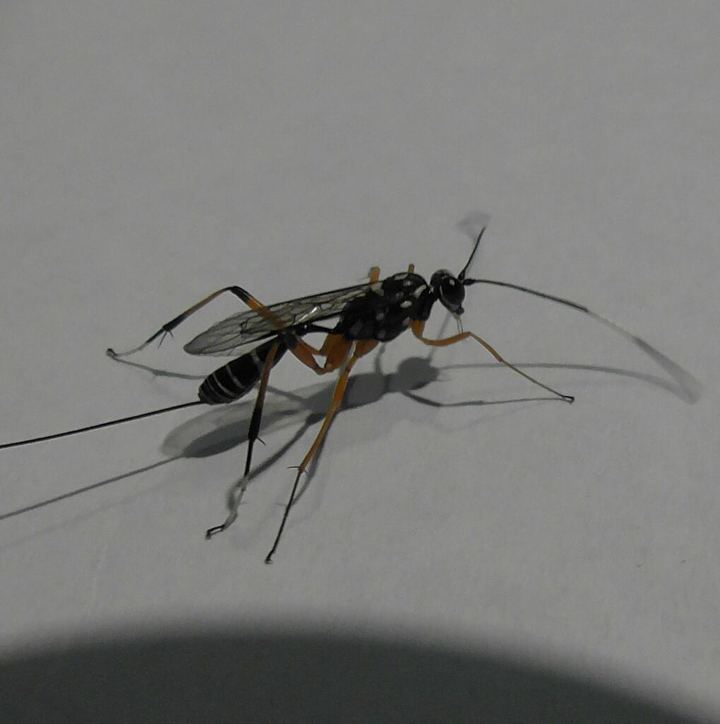 Cryptinae from Watsonville QLD 4887, Australia on March 18, 2023 at 08: ...