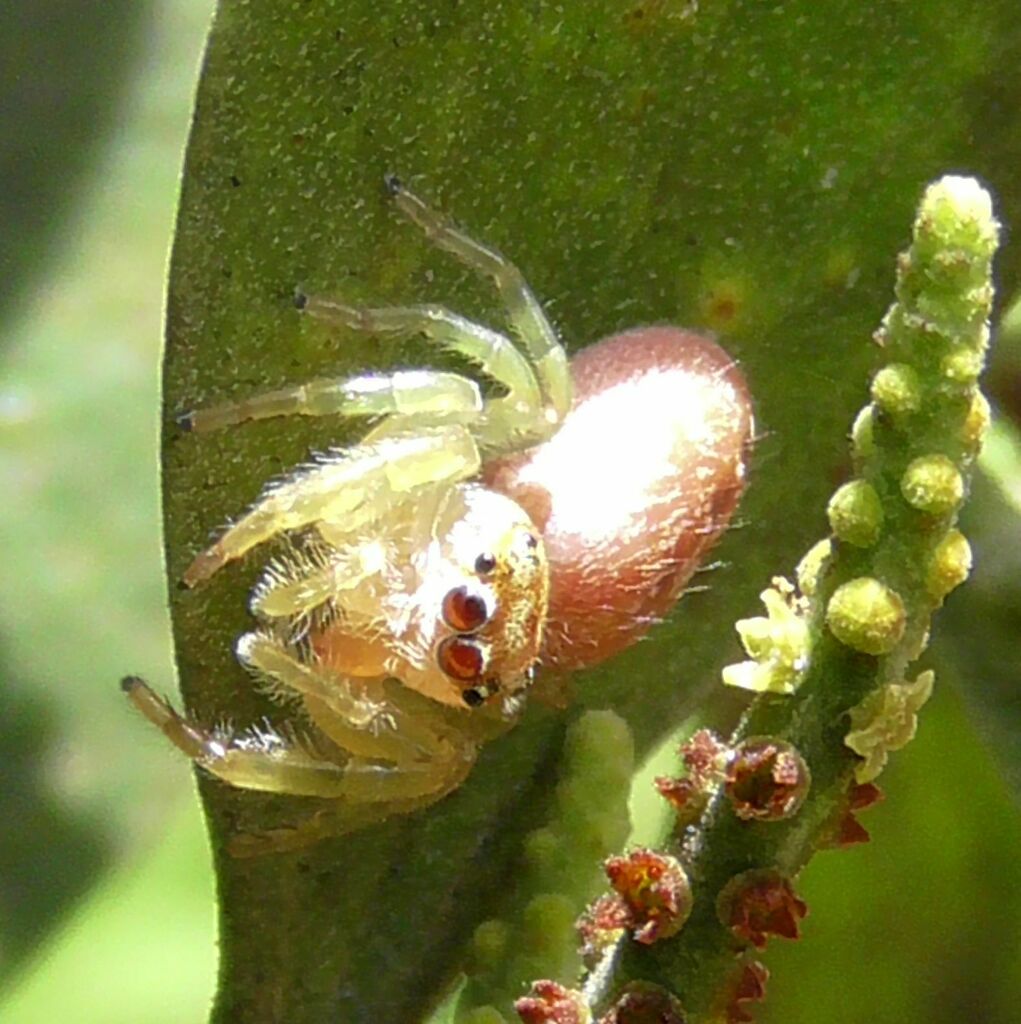 Garden Jumping Spiders from Watsonville QLD 4887, Australia on March 18 ...