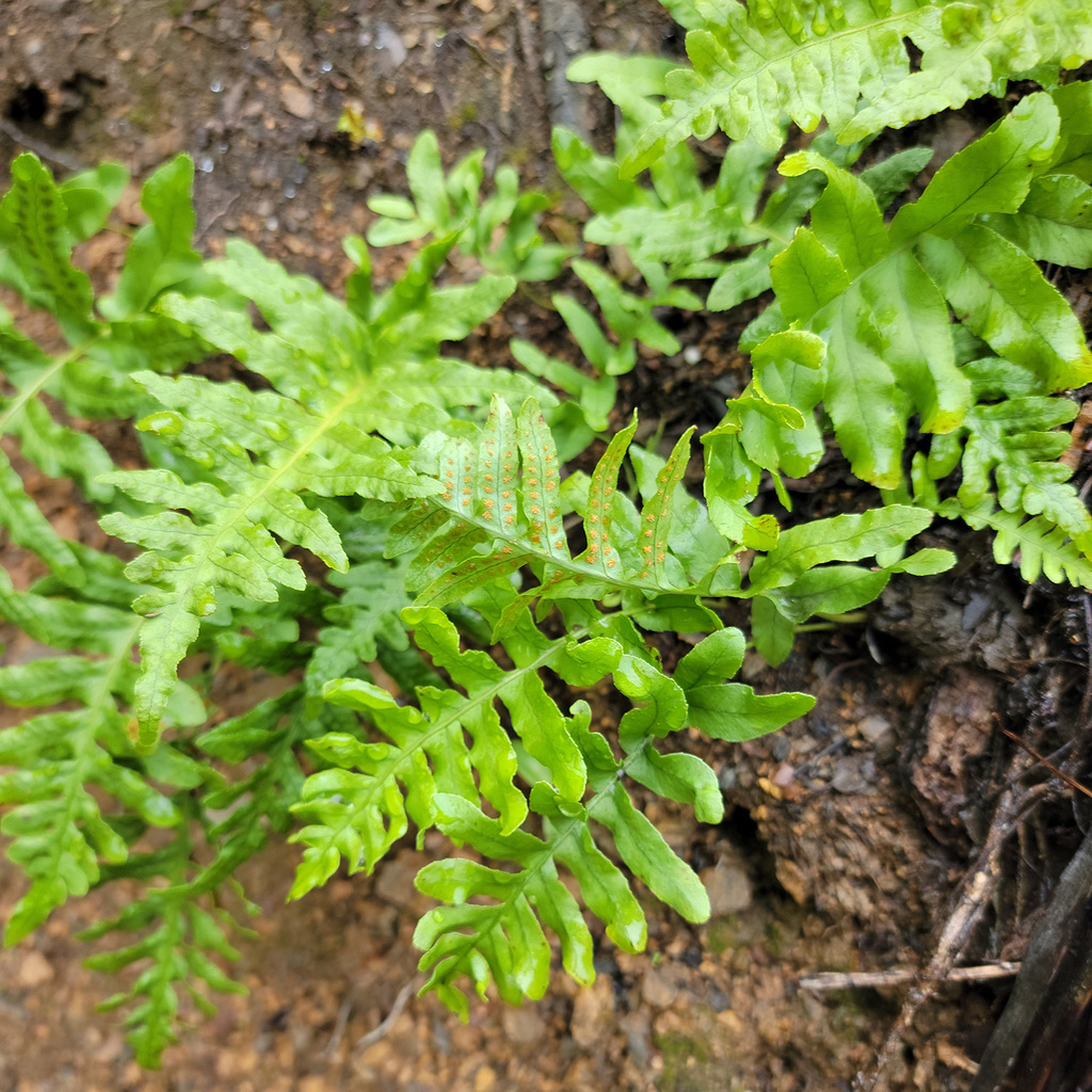 California Polypody from Harding Truck Trail, Orange County, CA, USA on ...