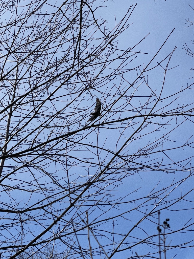 Turkey Vulture from Boston Harbor Islands, Hull, MA, US on March 16 ...