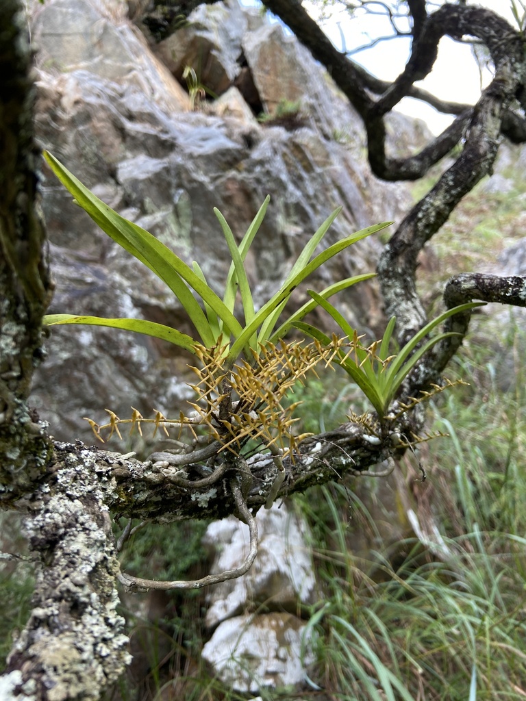 Threetail Trident Orchid in March 2023 by Carel Fourie · iNaturalist