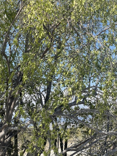 Guapira brevipetiolata · iNaturalist