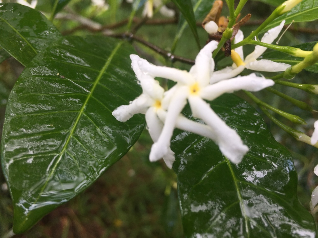 Banana Bush from Pump Station Road, Kiamba, QLD, AU on October 6, 2018 ...