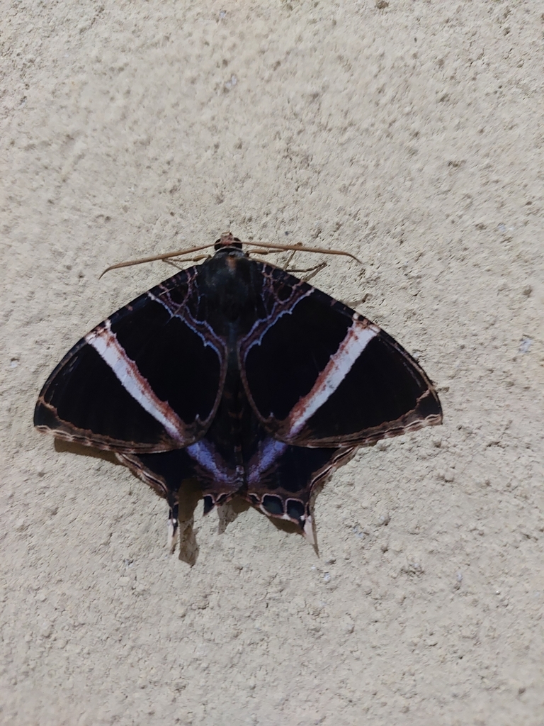 Coronidia orithea from Guanacaste Province, Costa Rica on March 15 ...