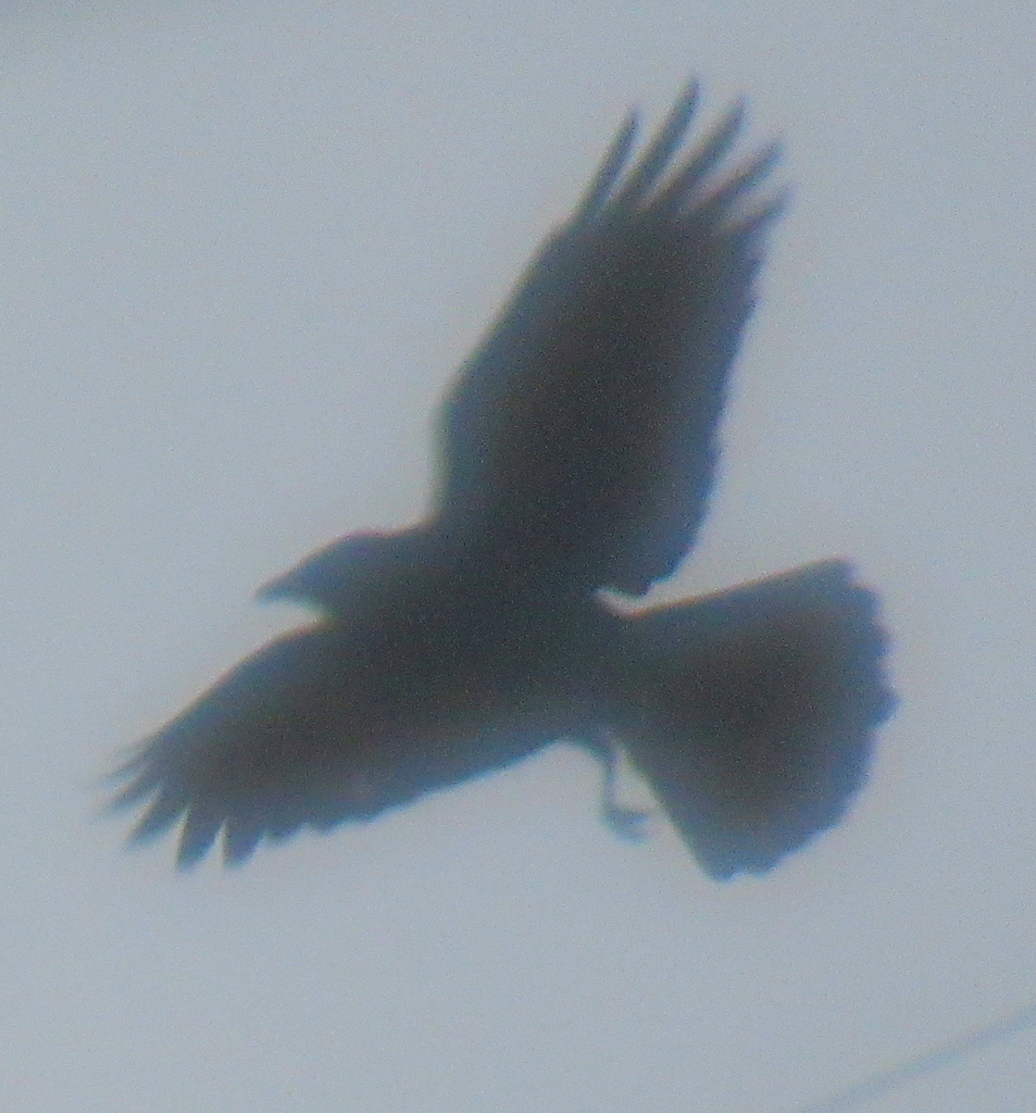 American Crow from Humboldt County, CA, USA on March 18, 2023 at 03:18 ...