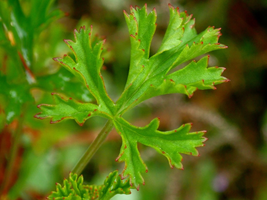 Threes Storksbill from Ruitersbos Nature Reserve, Robertson Pass ...