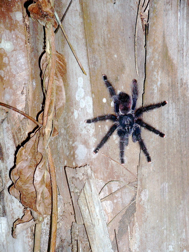 Pinktoe Tarantula from Rio Madre De Dios Km15, Puerto Maldonado 17100 ...